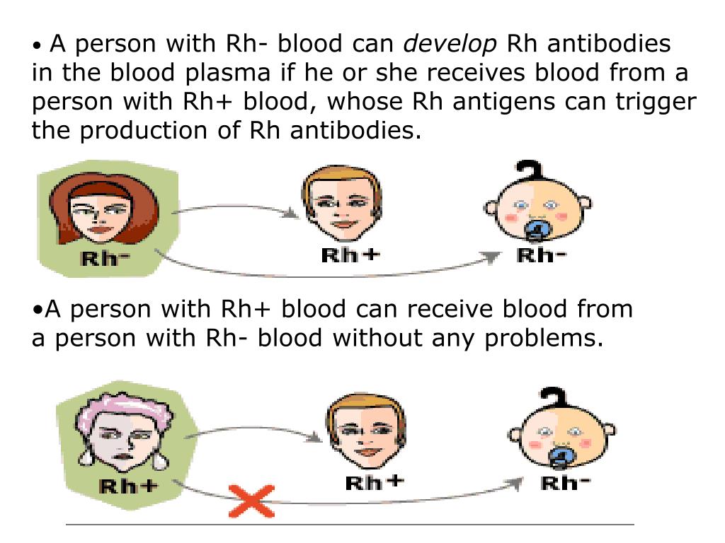 PPT - Biology 121 Blood groups and Rhesus factor PowerPoint ...