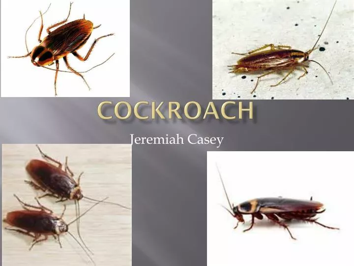 PPT - Cockroach PowerPoint Presentation, free download - ID:2832765