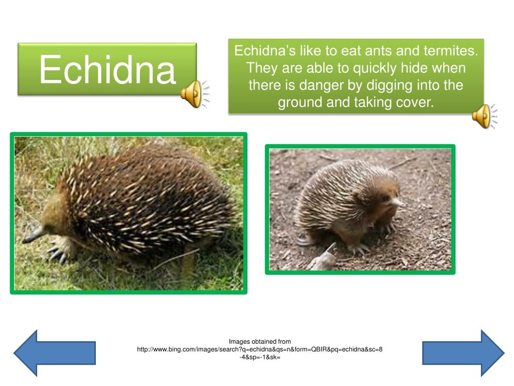 PPT - How seasons affect Australian animals and plants PowerPoint ...