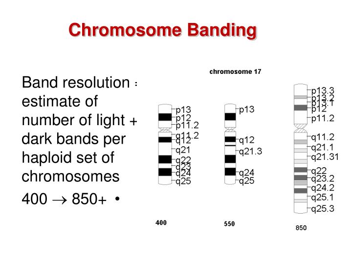 PPT - Human Medical Genetics PowerPoint Presentation - ID:2833553