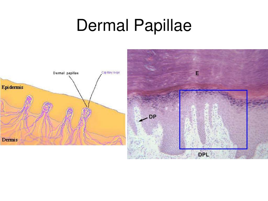 PPT - The Skin in Health & Disease PowerPoint Presentation, free ...