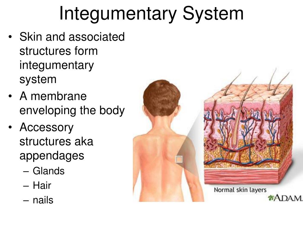 PPT - The Skin in Health & Disease PowerPoint Presentation, free ...