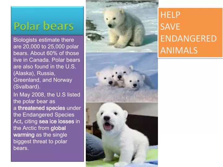 PPT - Polar bears PowerPoint Presentation, free download - ID:2834994
