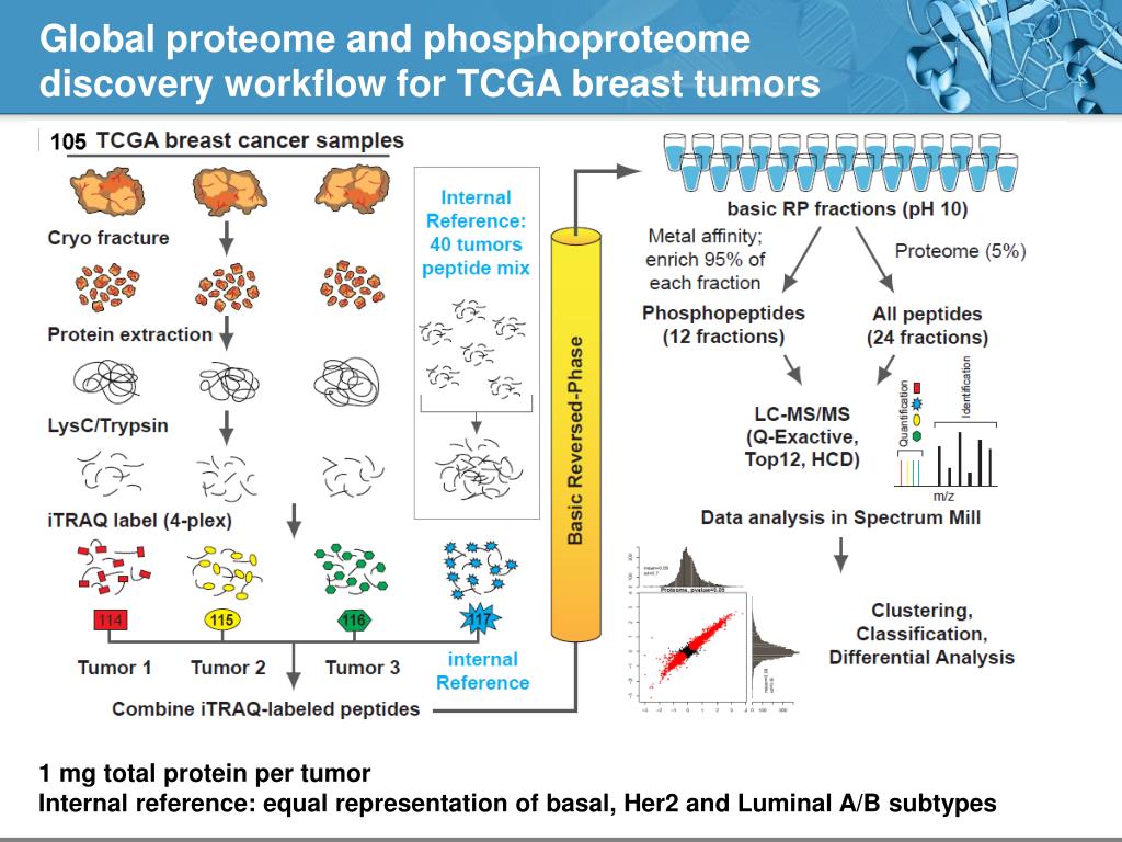 PPT - Proteogenomic Novelty in 105 TCGA Breast Tumors PowerPoint ...