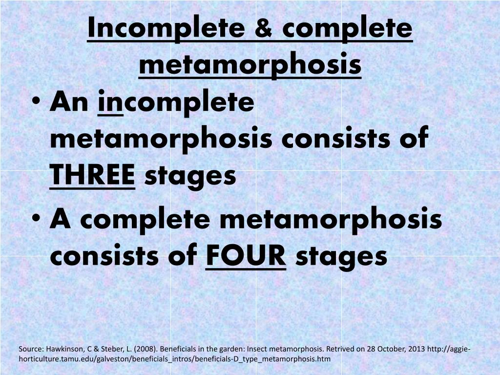PPT - INSECT LIFE CYCLES – HOW DO INSECTS GROW? PowerPoint Presentation ...