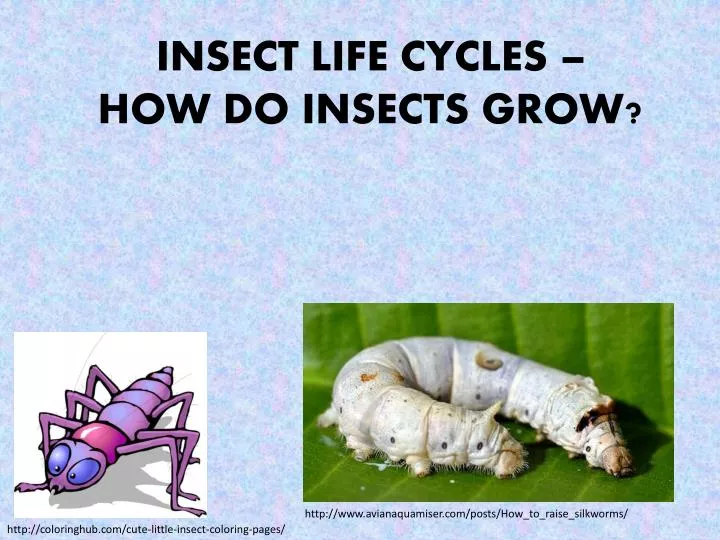 PPT - INSECT LIFE CYCLES – HOW DO INSECTS GROW? PowerPoint Presentation ...