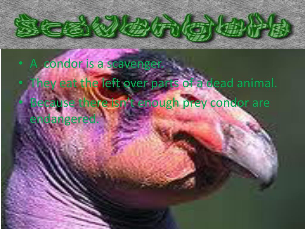 PPT - Protecting Endangered Condors: A Crucial Ecosystem Role ...