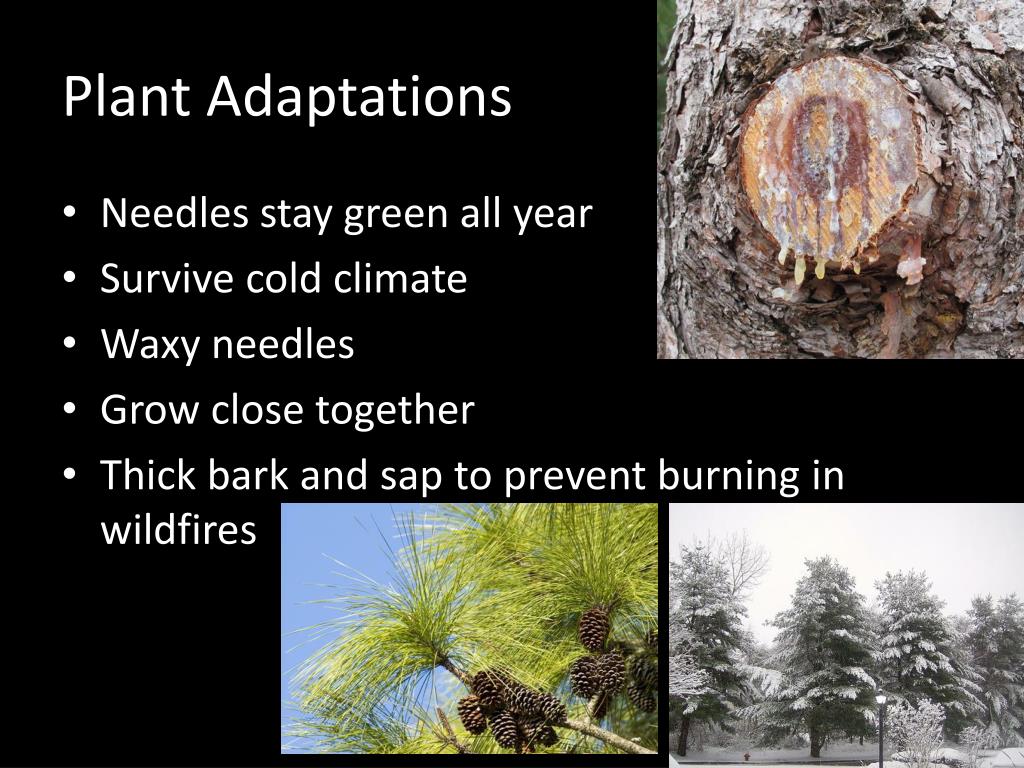PPT Taiga Or Coniferous Forest PowerPoint Presentation Free Download PPT Taiga Or Coniferous Forest PowerPoint Presentation Free Download