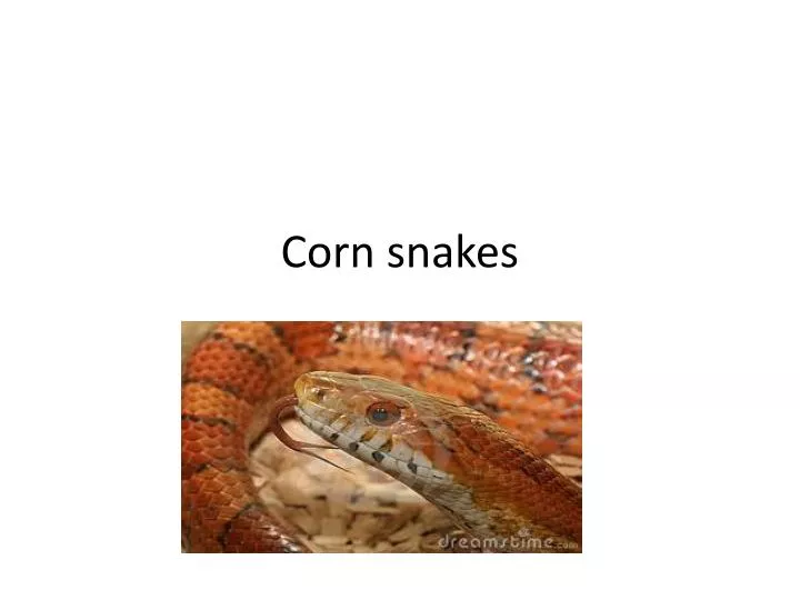 PPT - Corn snakes PowerPoint Presentation, free download - ID:2837836