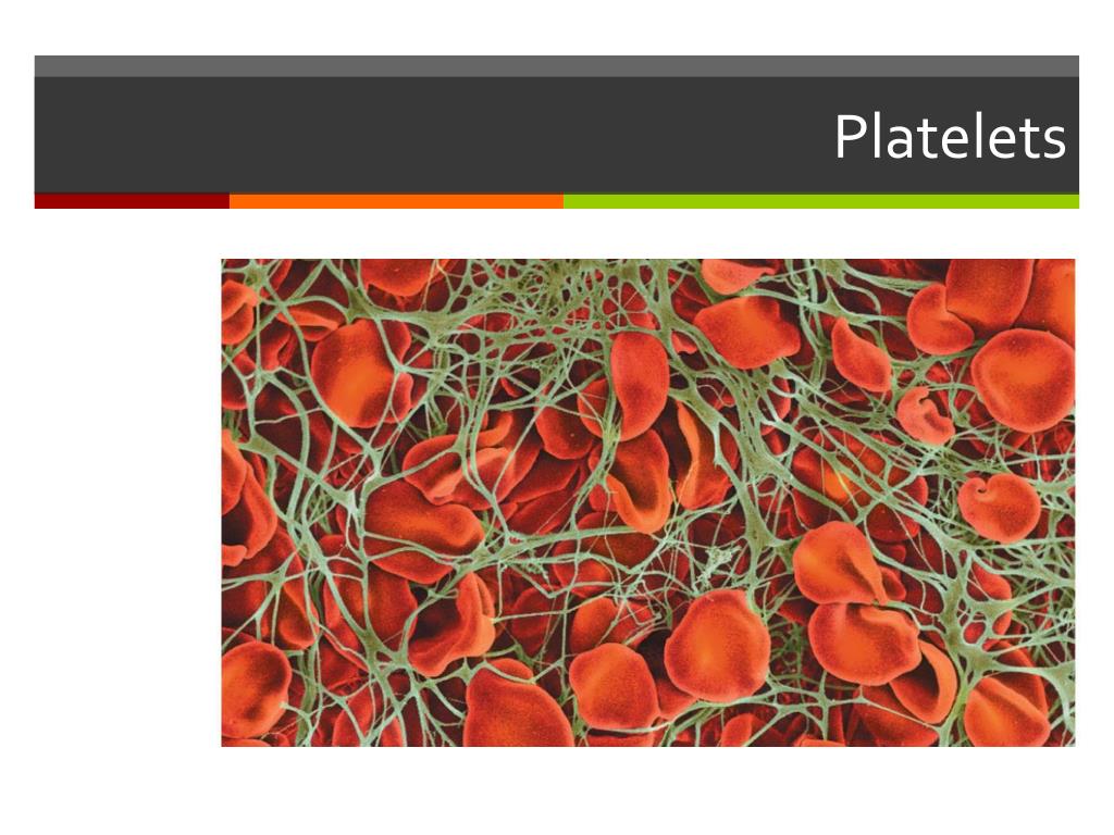 PPT - Cardiovascular System – Heart and Blood Vessels PowerPoint ...