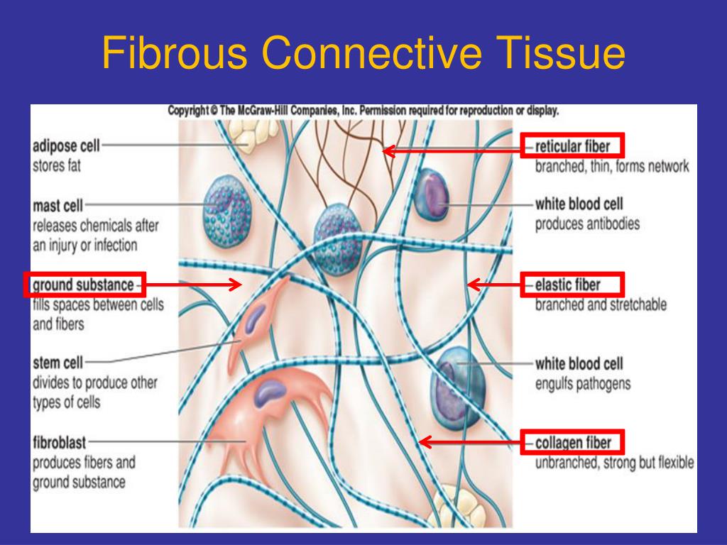 PPT Connective Tissue PowerPoint Presentation Free Download ID 2838182 PPT Connective Tissue PowerPoint Presentation Free Download ID 2838182