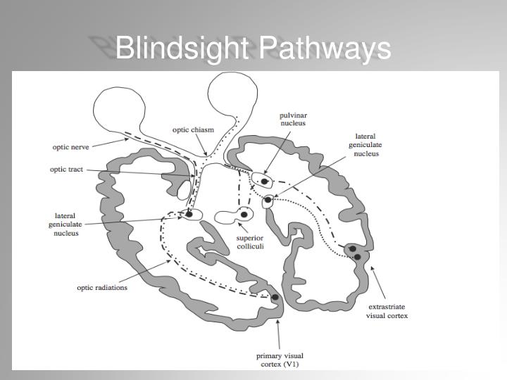 PPT - What is Blindsight? PowerPoint Presentation - ID:2838348