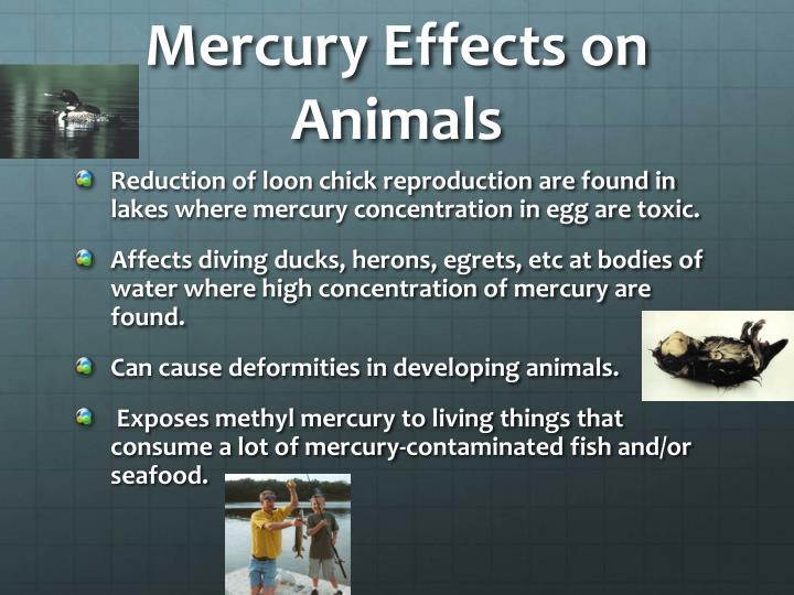 PPT - Mercury (Hg) PowerPoint Presentation - ID:2839106