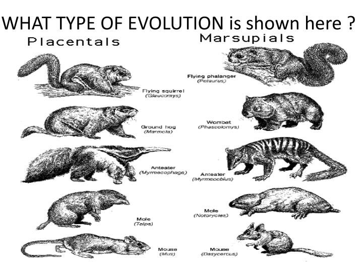 PPT - Types of EVOLUTION Divergent vs. Convergent PowerPoint ...