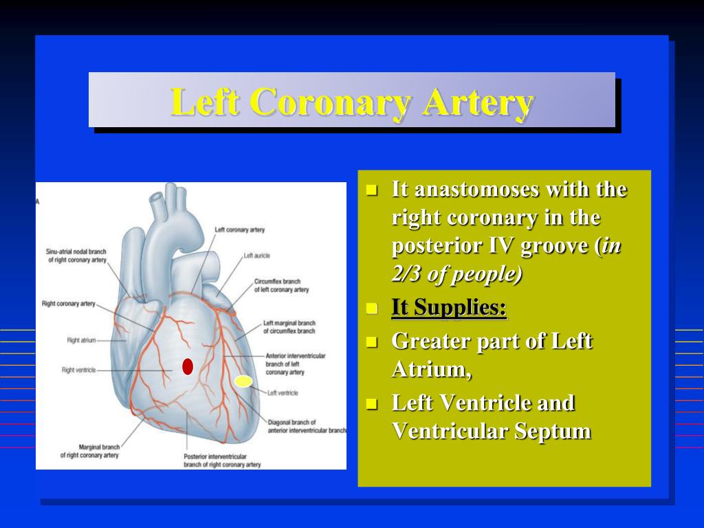 PPT - BLOOD SUPPLY OF THE HEART PowerPoint Presentation, free download ...