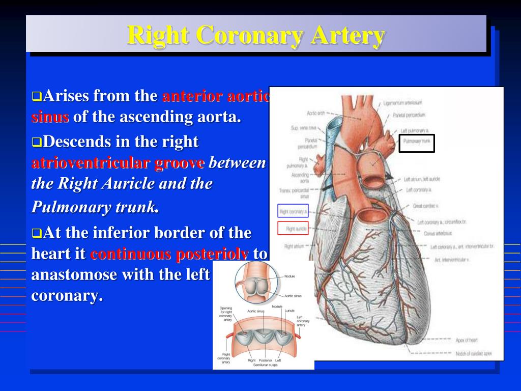 PPT - BLOOD SUPPLY OF THE HEART PowerPoint Presentation, free download ...