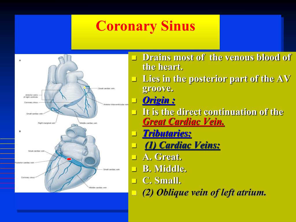 PPT - BLOOD SUPPLY OF THE HEART PowerPoint Presentation, free download ...
