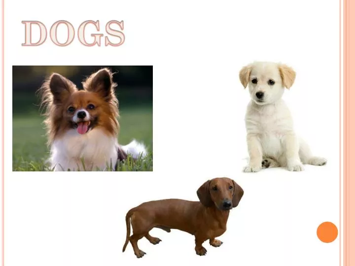 PPT - DOGS PowerPoint Presentation, free download - ID:2842946