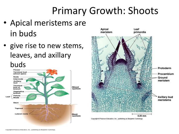 PPT - Plant Structure and Function Ch 29 PowerPoint Presentation - ID ...