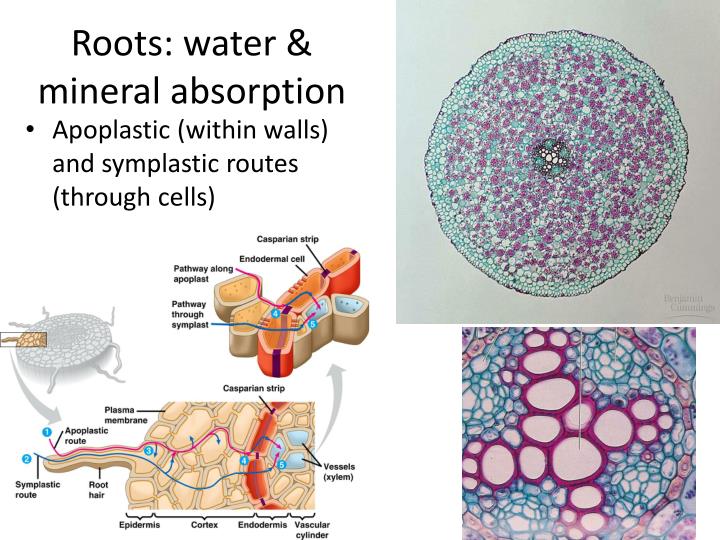 PPT - Plant Structure and Function Ch 29 PowerPoint Presentation - ID ...