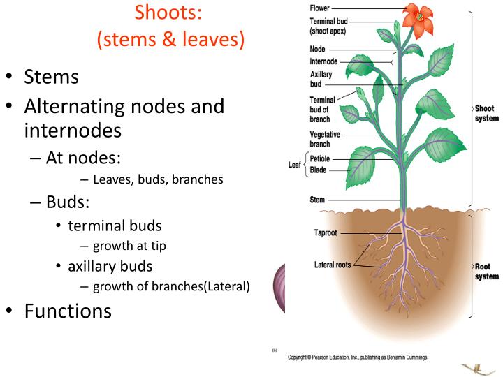 PPT - Plant Structure and Function Ch 29 PowerPoint Presentation - ID ...