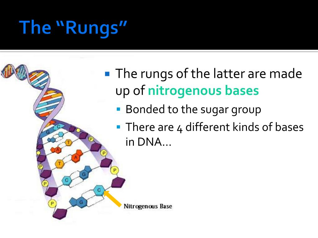 PPT - DNA PowerPoint Presentation, free download - ID:2844560