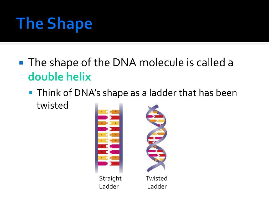 PPT - DNA PowerPoint Presentation, free download - ID:2844560
