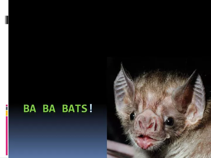 PPT - Ba ba bats ! PowerPoint Presentation, free download - ID:2845163