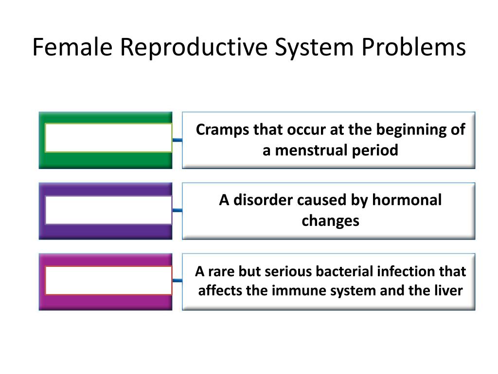PPT - Female Reproductive Organs PowerPoint Presentation, free download ...