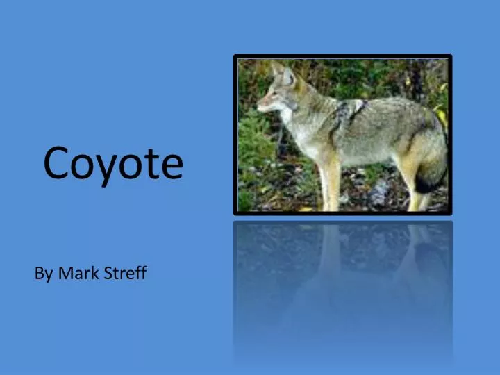 PPT - Coyote PowerPoint Presentation, free download - ID:2845946