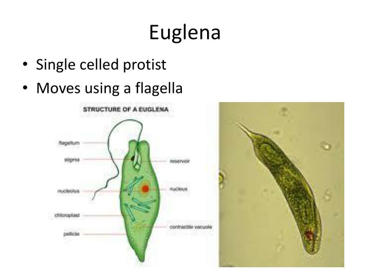PPT - Common Creatures PowerPoint Presentation - ID:2846389