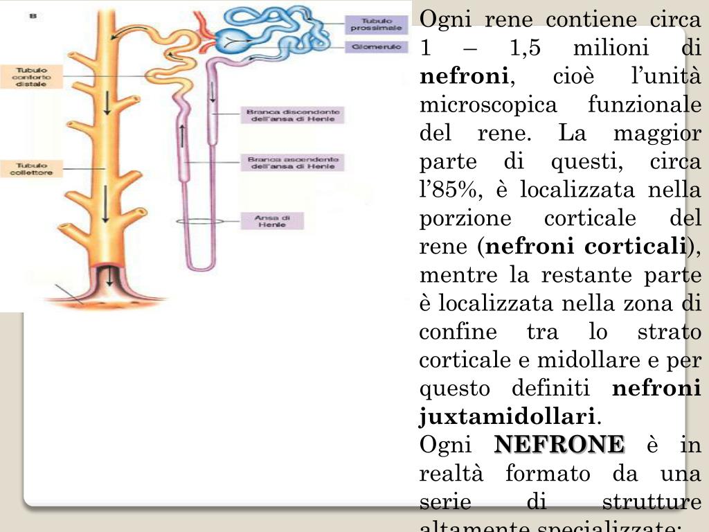 PPT - UNIVERSITA’ DEGLI STUDI DI CASSINO FACOLTA’ DI SCIENZE MOTORIE ...