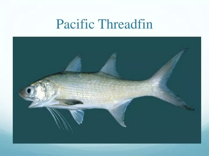 PPT - Pacific Threadfin PowerPoint Presentation, free download - ID:2847308