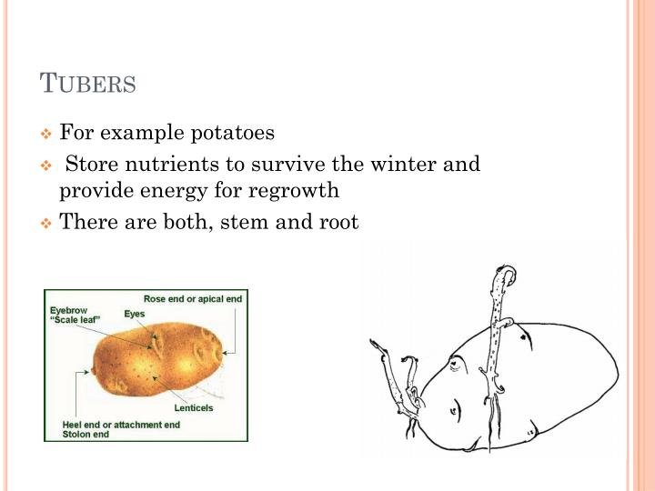 PPT - Vegetative Propagation PowerPoint Presentation - ID:2847571