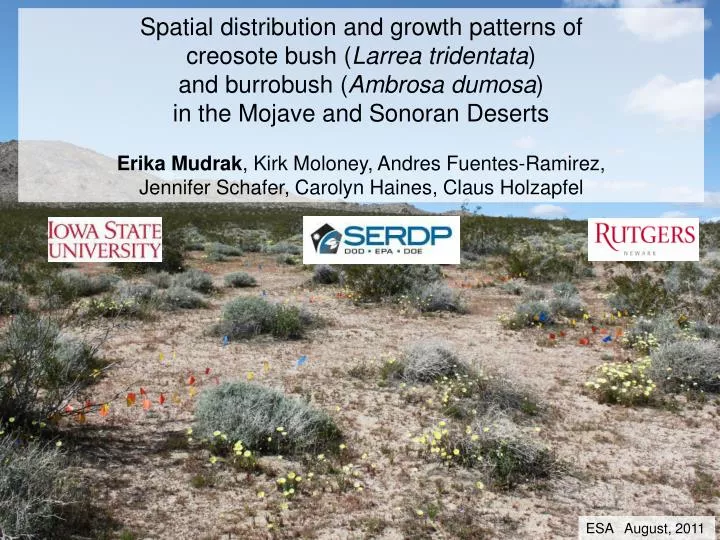 PPT - Spatial distribution and growth patterns of creosote bush ...