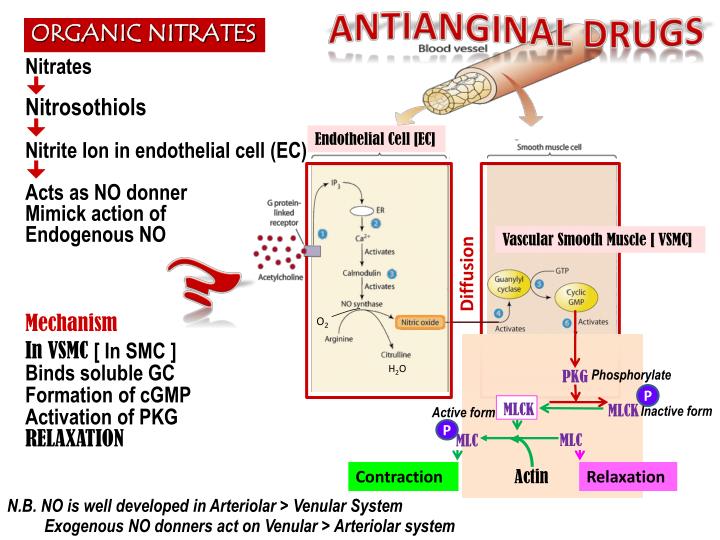 PPT - ANTIANGINAL DRUGS PowerPoint Presentation - ID:2848199