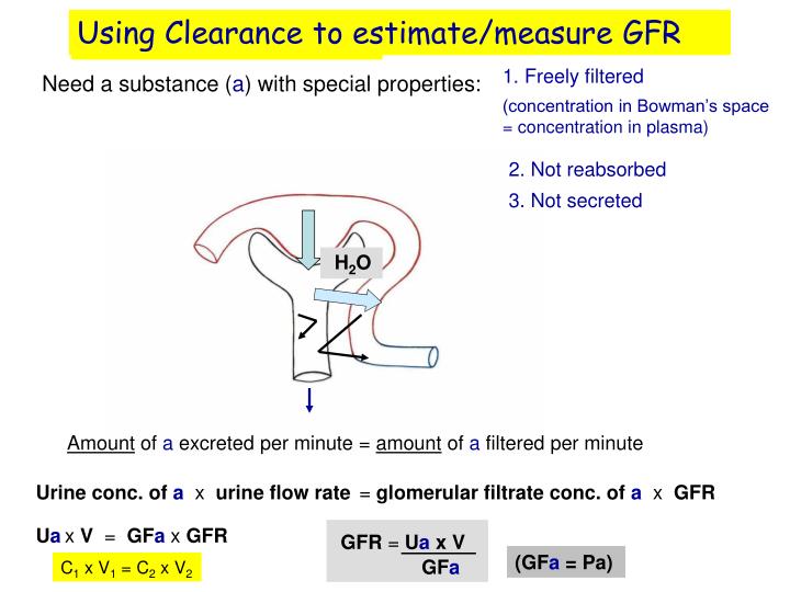 PPT - Three basic renal processes PowerPoint Presentation - ID:2848275
