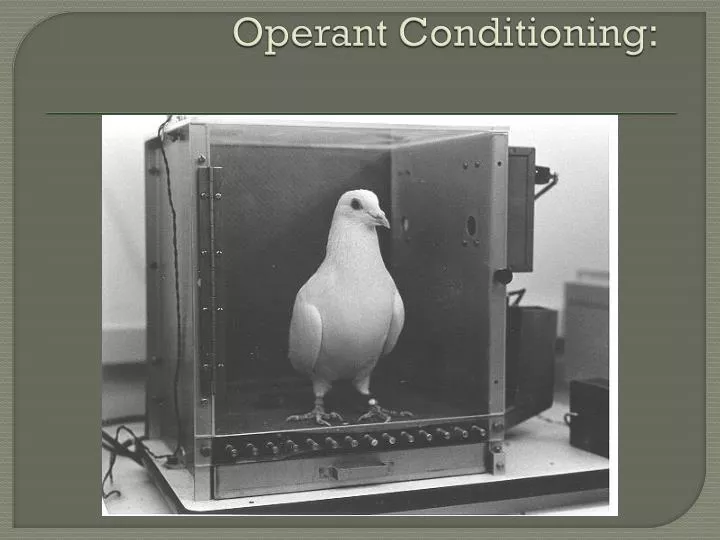 PPT - Operant Conditioning: PowerPoint Presentation, free download - ID ...