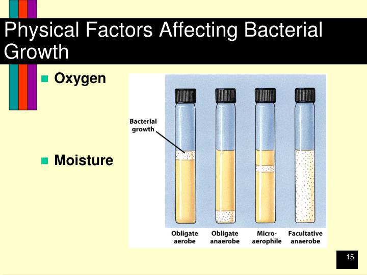 PPT - Growth and Cell Division PowerPoint Presentation - ID:2849588
