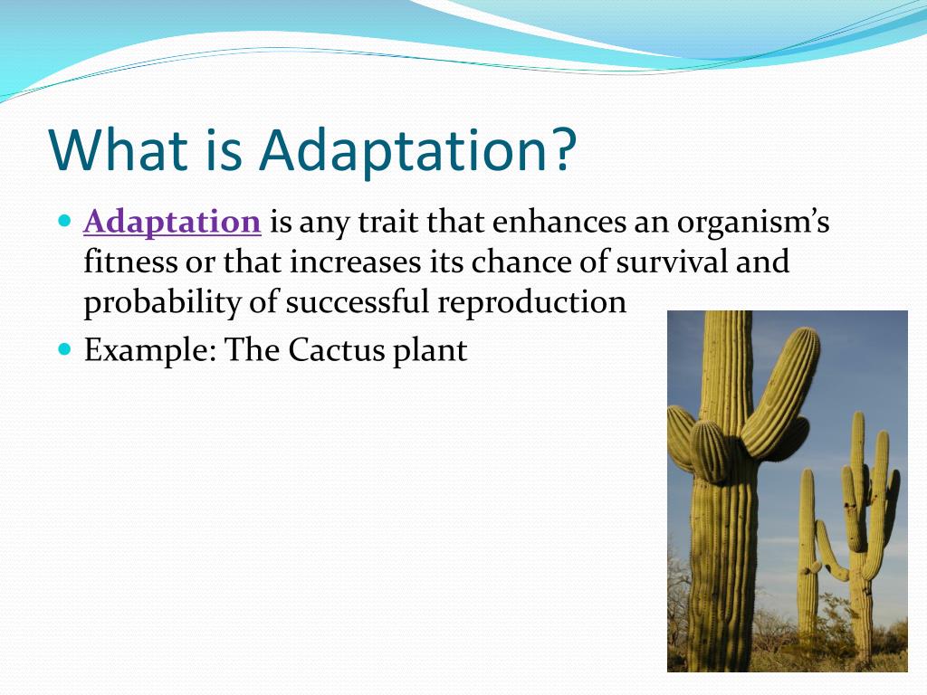 PPT - Adaptation PowerPoint Presentation, free download - ID:2849646 PPT - Adaptation PowerPoint Presentation, free download - ID:2849646