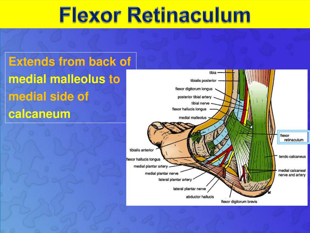 PPT - Popliteal fossa , Posterior compartment of leg & Sole of foot ...