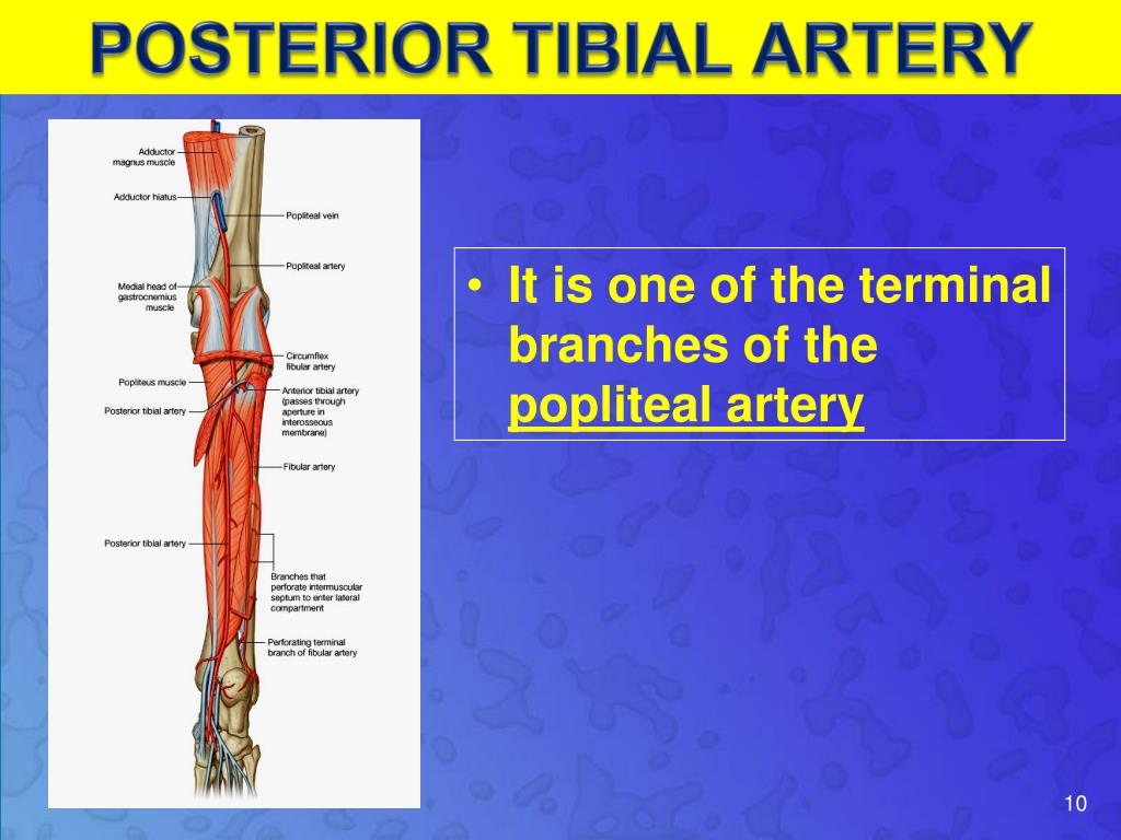 PPT - Popliteal fossa , Posterior compartment of leg & Sole of foot ...