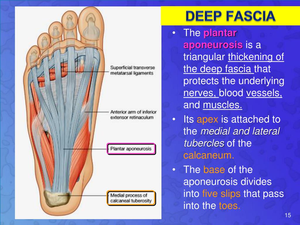 PPT - Popliteal fossa , Posterior compartment of leg & Sole of foot ...