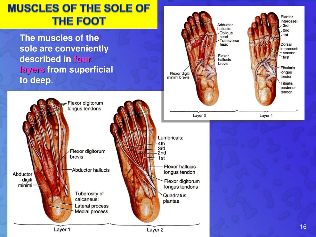 PPT - Popliteal fossa , Posterior compartment of leg & Sole of foot ...