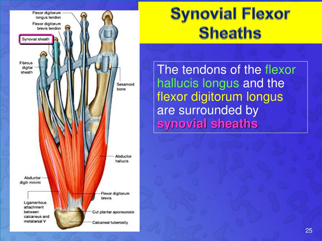 Synovial Tendon Sheaths At Ankle Tendon Sheaths Of An