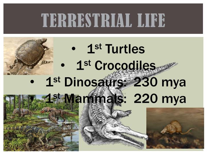 PPT - Triassic Period PowerPoint Presentation - ID:2851169