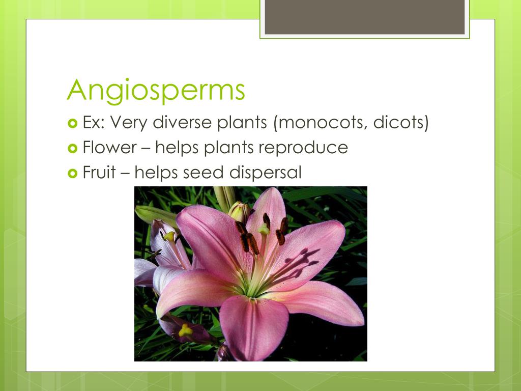 PPT - Plant Diversity II: The Evolution of Seed Plants PowerPoint ...