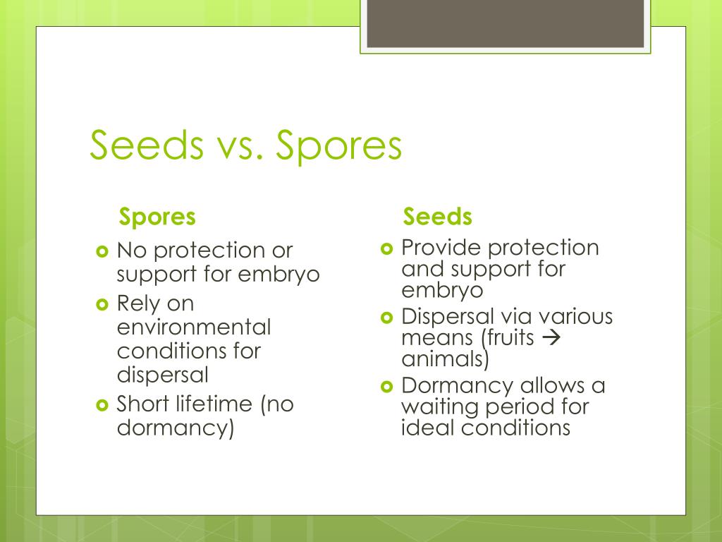 PPT - Plant Diversity II: The Evolution of Seed Plants PowerPoint ...