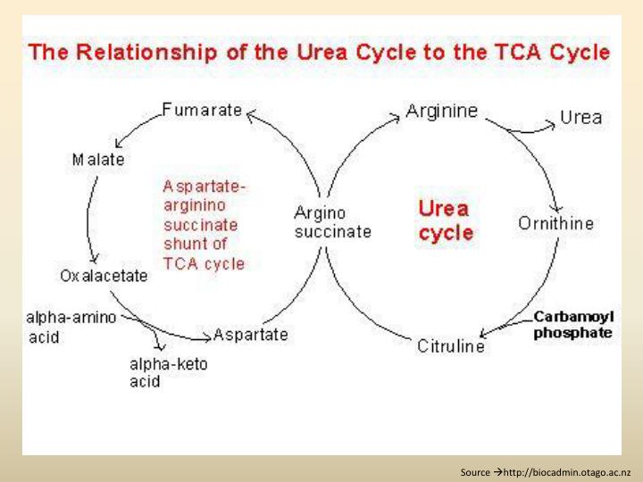 PPT - Urea cycle and its defects PowerPoint Presentation - ID:2852396