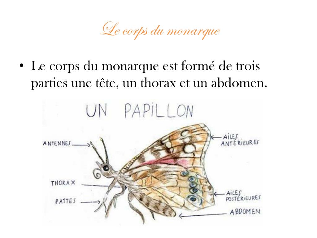 PPT - Le papillon monarque Présenté par : Léa LARGEN Lorine FLORENT ...